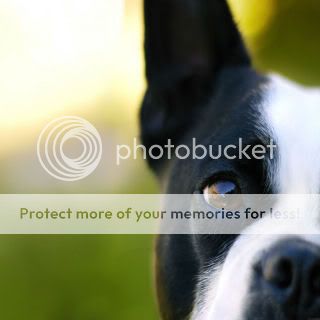 [WALLPAPERS] 320x320 Wallpapers Collection | XDA Forums